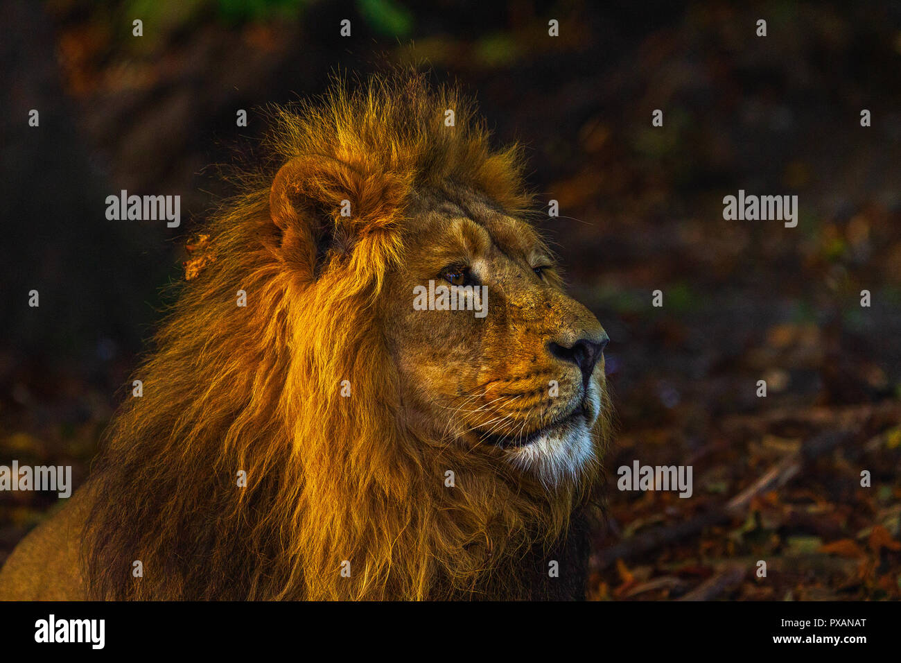 Asiatic lions chester zoo hi-res stock photography and images - Alamy
