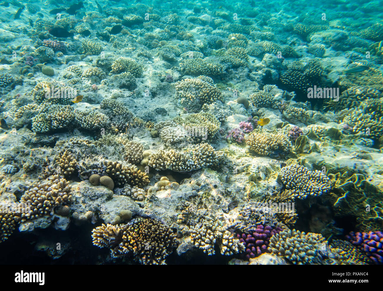 coral reef with fishes of the red sea Stock Photo - Alamy