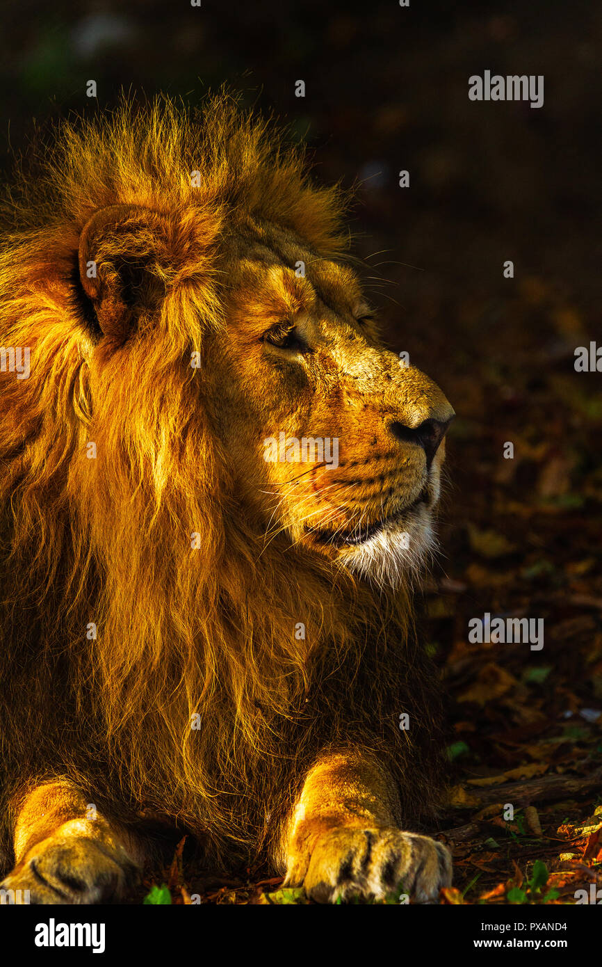 Asiatic lions chester zoo hi-res stock photography and images - Alamy