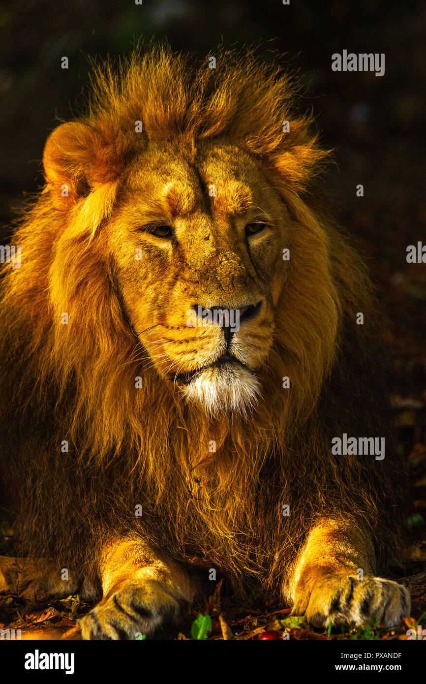 Asiatic lions chester zoo hi-res stock photography and images - Alamy