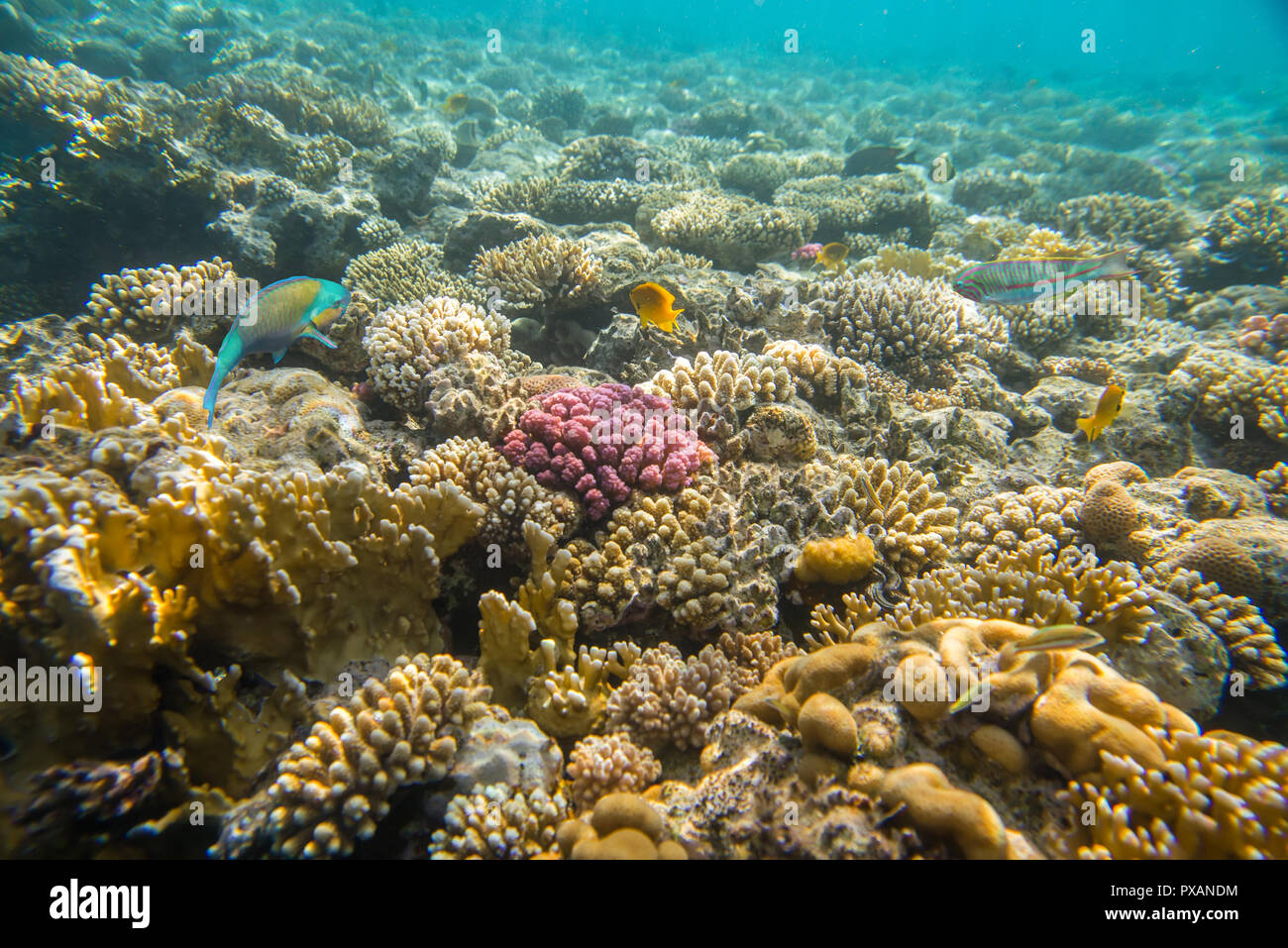 coral reef with fishes Stock Photo - Alamy