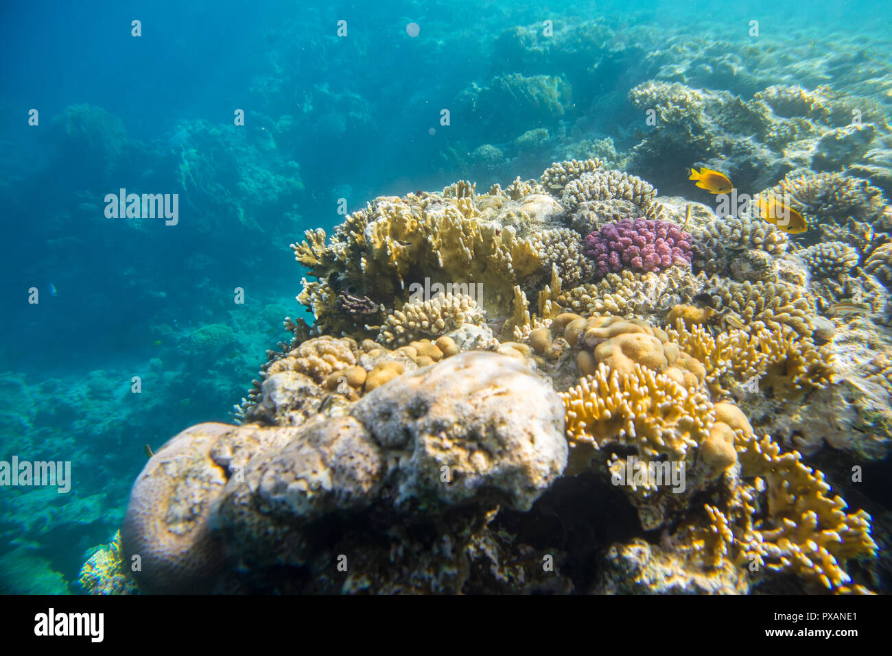 Beautiful diverse coral reef fishes hi-res stock photography and images ...