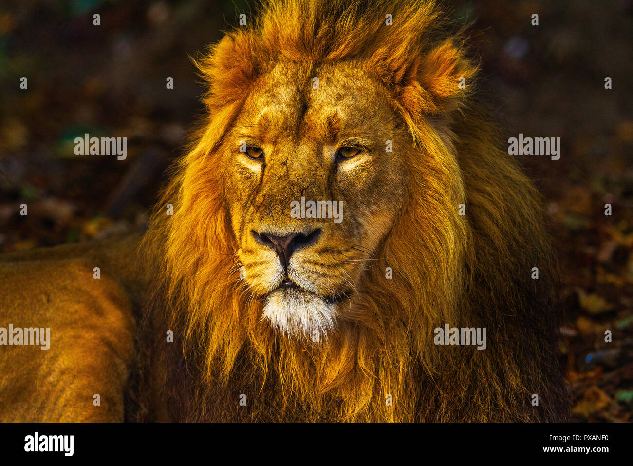 Asiatic lions chester zoo hi-res stock photography and images - Alamy