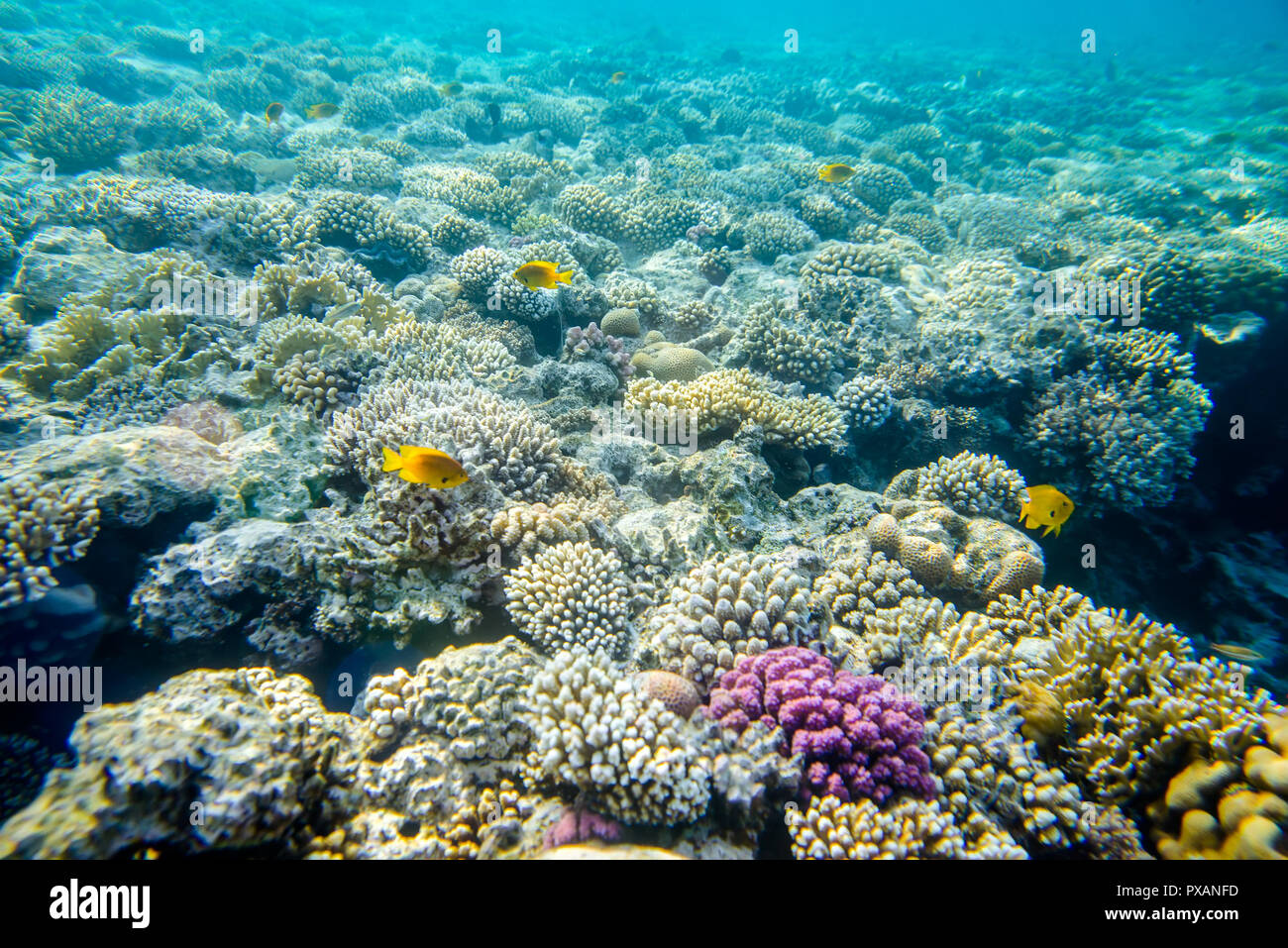 coral reef with fishes Stock Photo - Alamy
