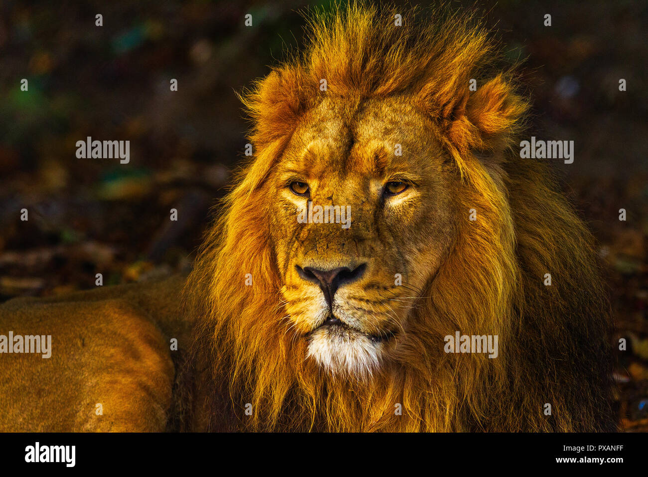 Asiatic lions chester zoo hi-res stock photography and images - Alamy