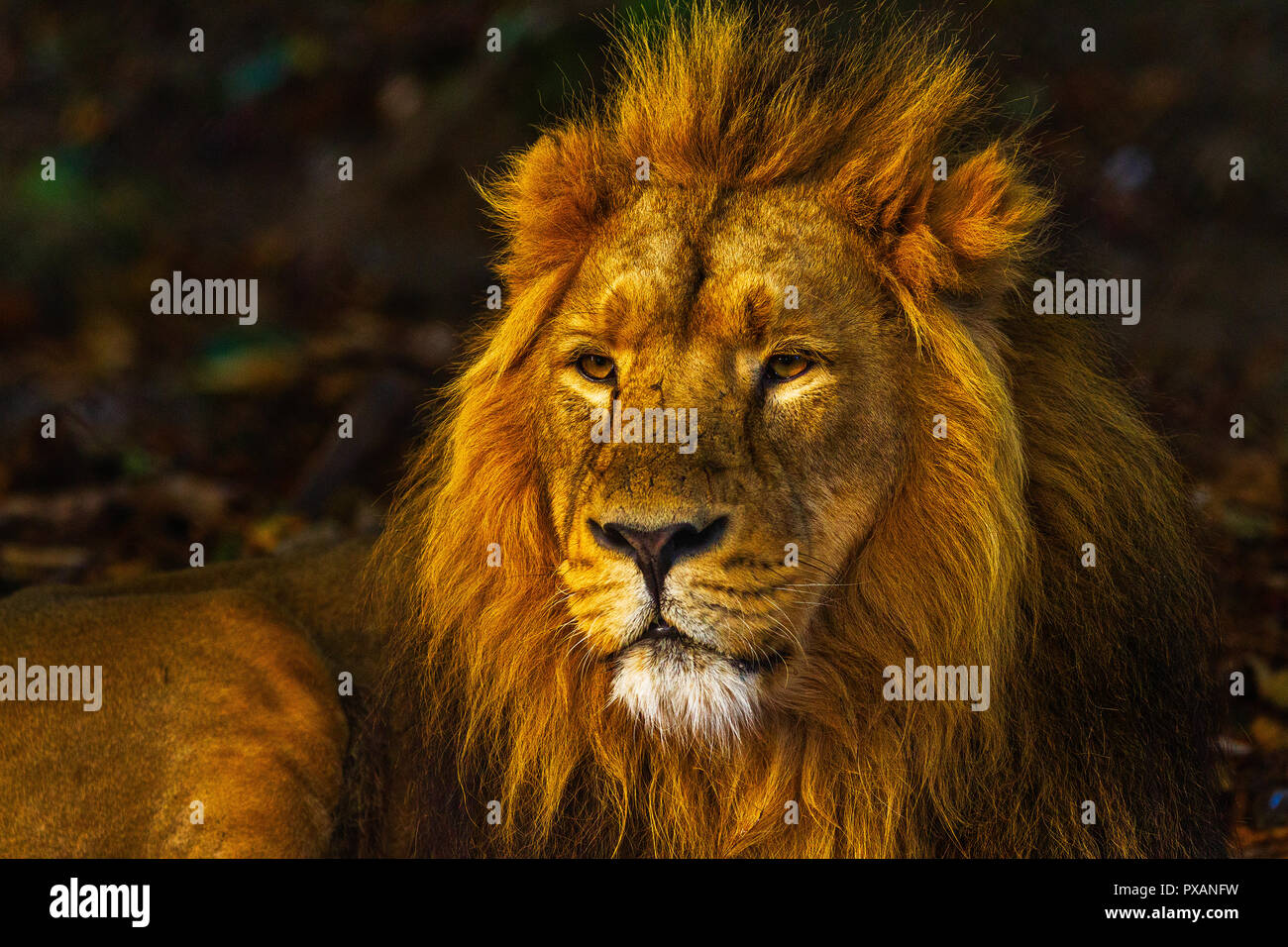 Asiatic lions chester zoo hi-res stock photography and images - Alamy