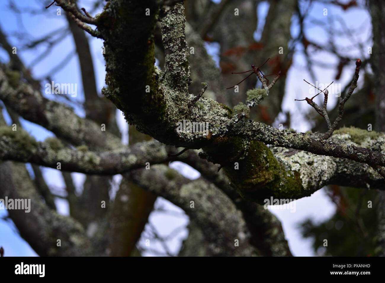 Gnarled tree hi-res stock photography and images - Alamy
