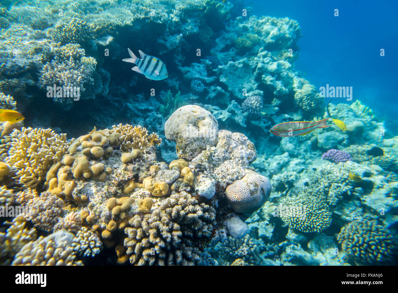 coral reef with fishes Stock Photo - Alamy