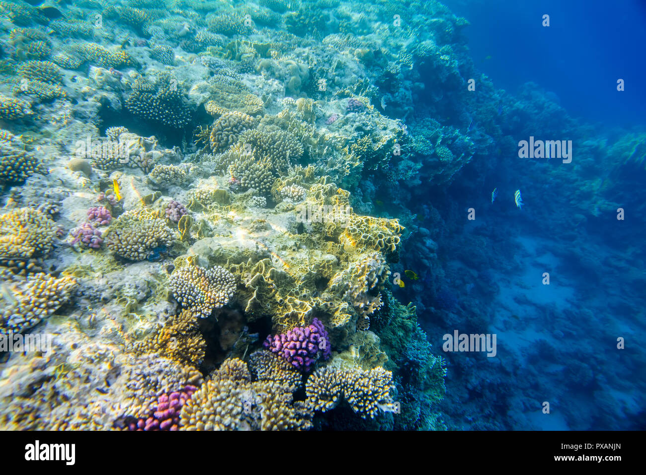 coral reef with fishes Stock Photo - Alamy