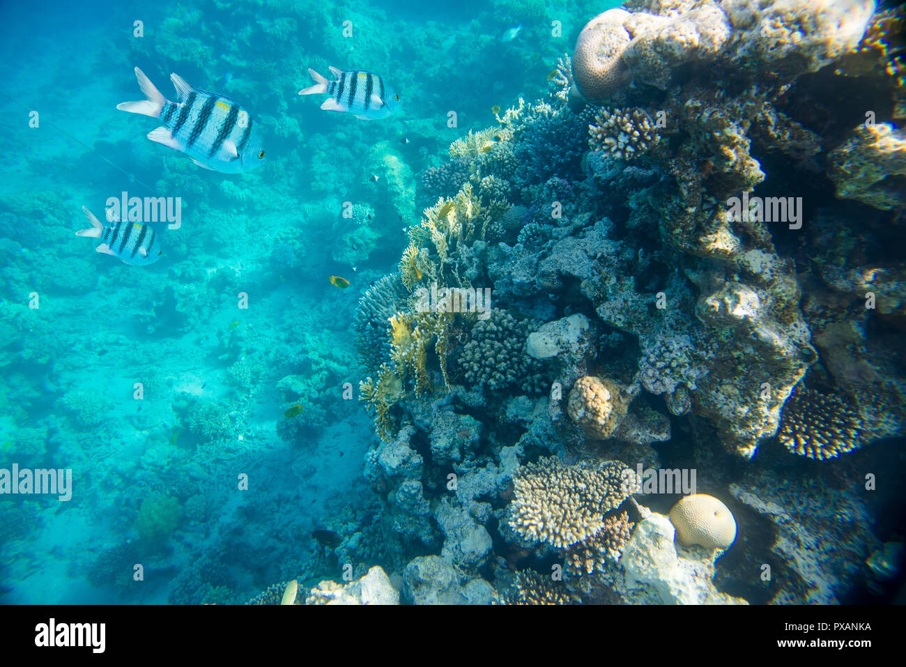 Egypt red sea reef fishes hi-res stock photography and images - Alamy
