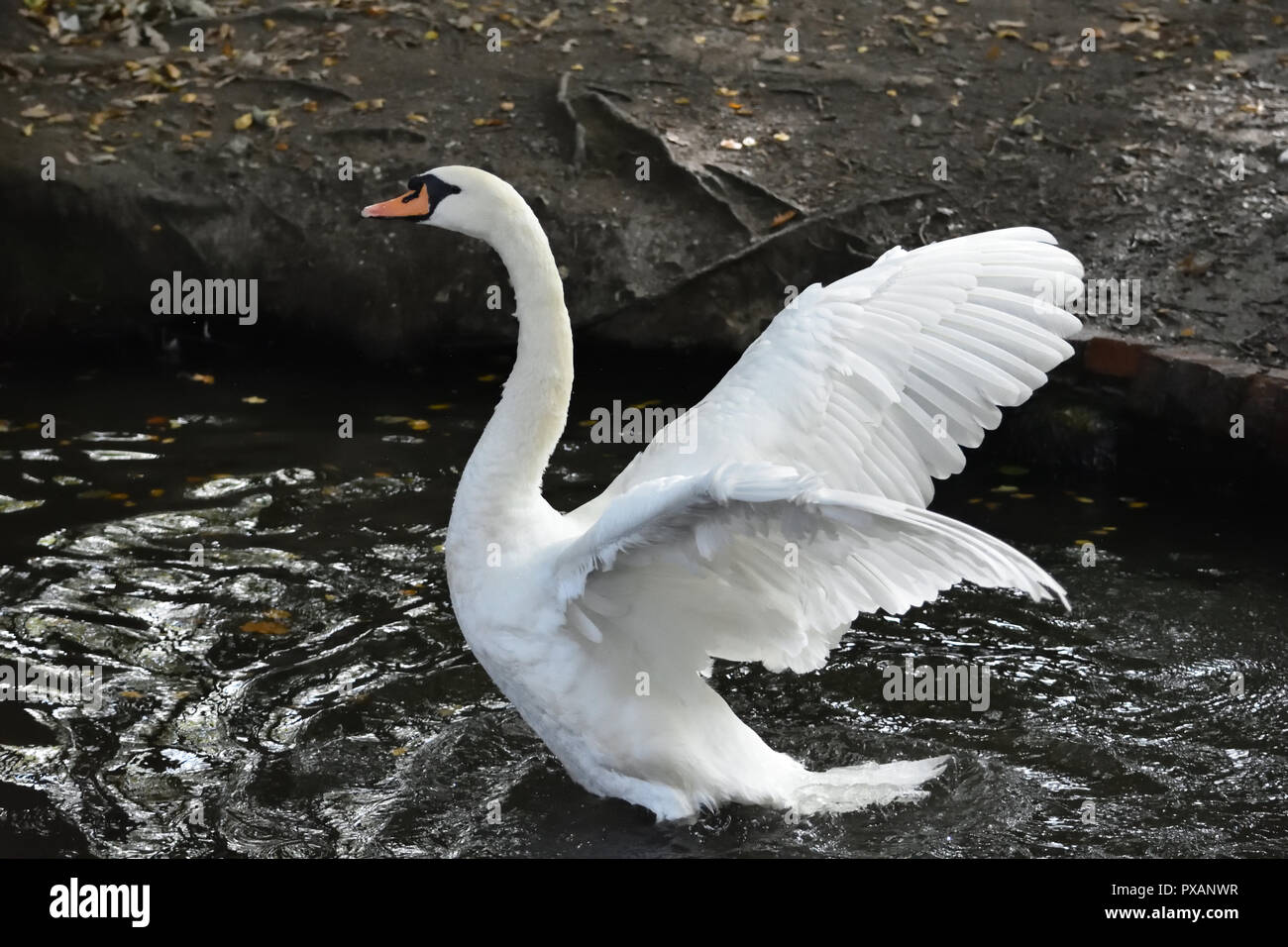 Swan flaring its wings hi-res stock photography and images - Alamy