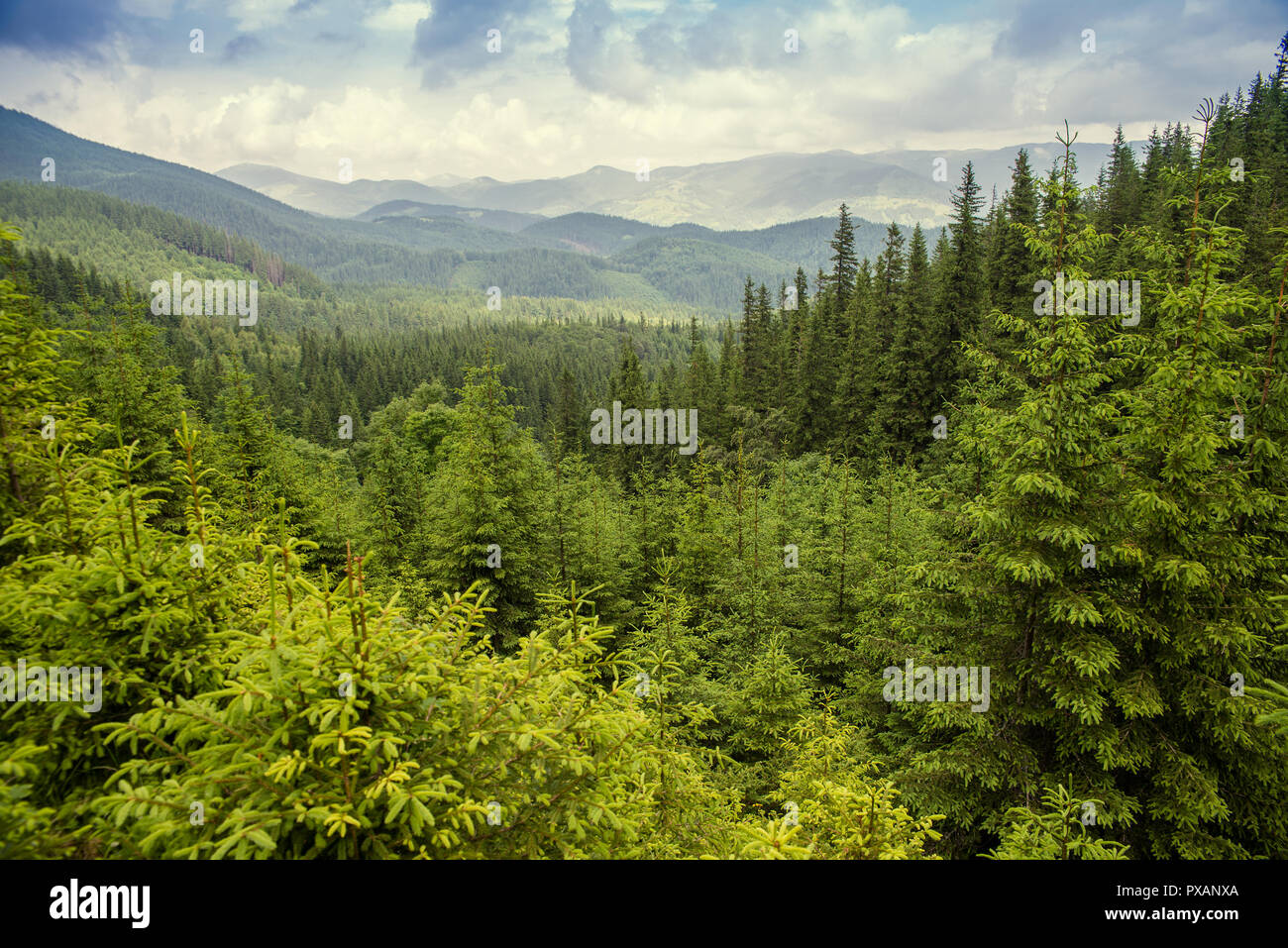 beautiful forest landscape Stock Photo - Alamy