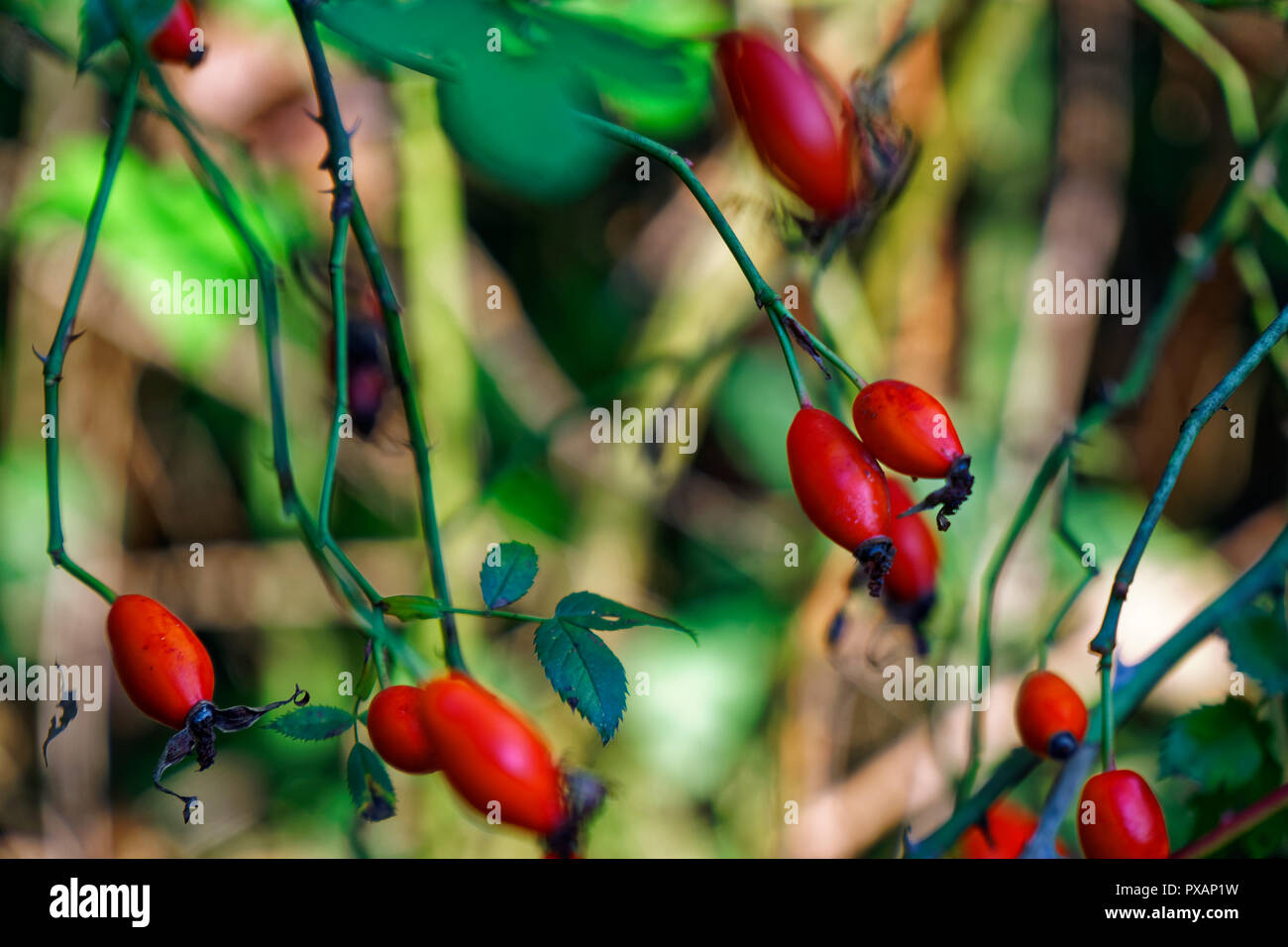 Close-up of dog-rose berries. Dog rose fruits (Rosa canina). Wild ...