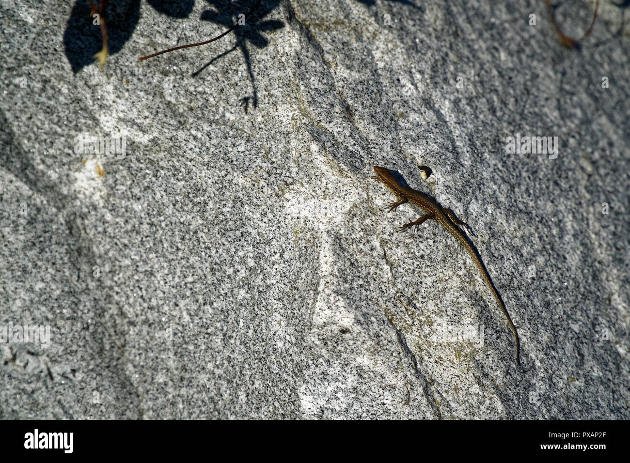 little lizard with long tail on the rock in nature detail photo Stock ...