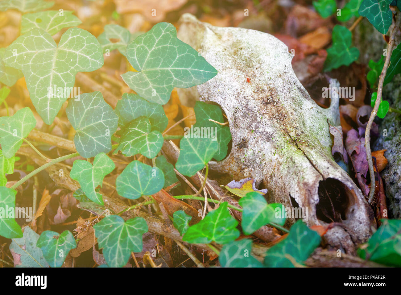 Horror scull hi-res stock photography and images - Alamy