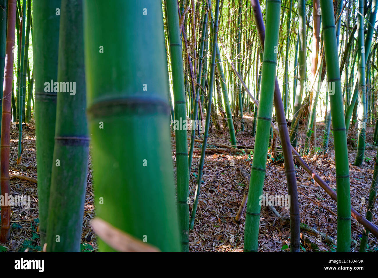 Bamboo tree landscape in tropical rainforest Stock Photo - Alamy