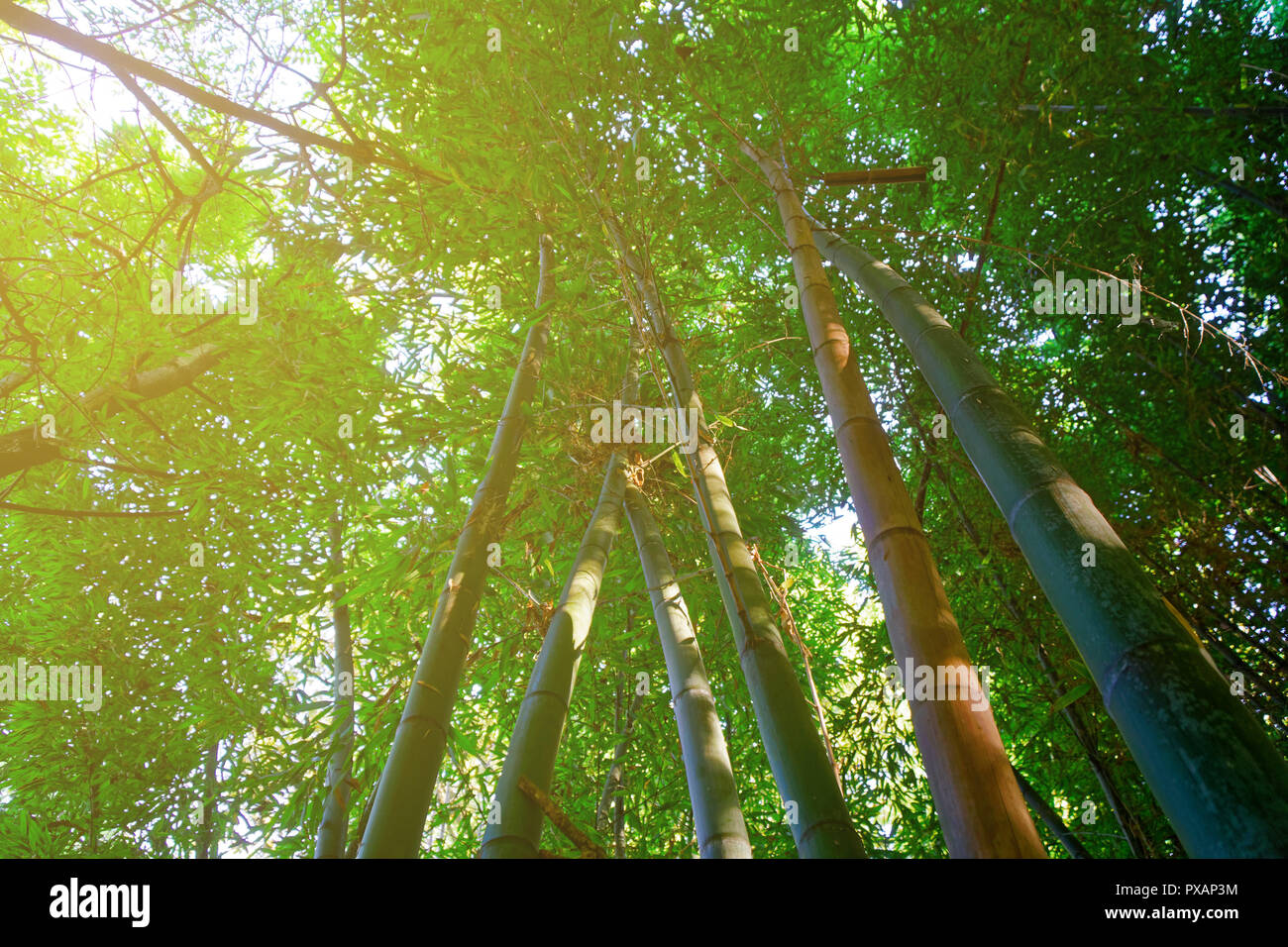 Bamboo tree landscape in tropical rainforest Stock Photo - Alamy