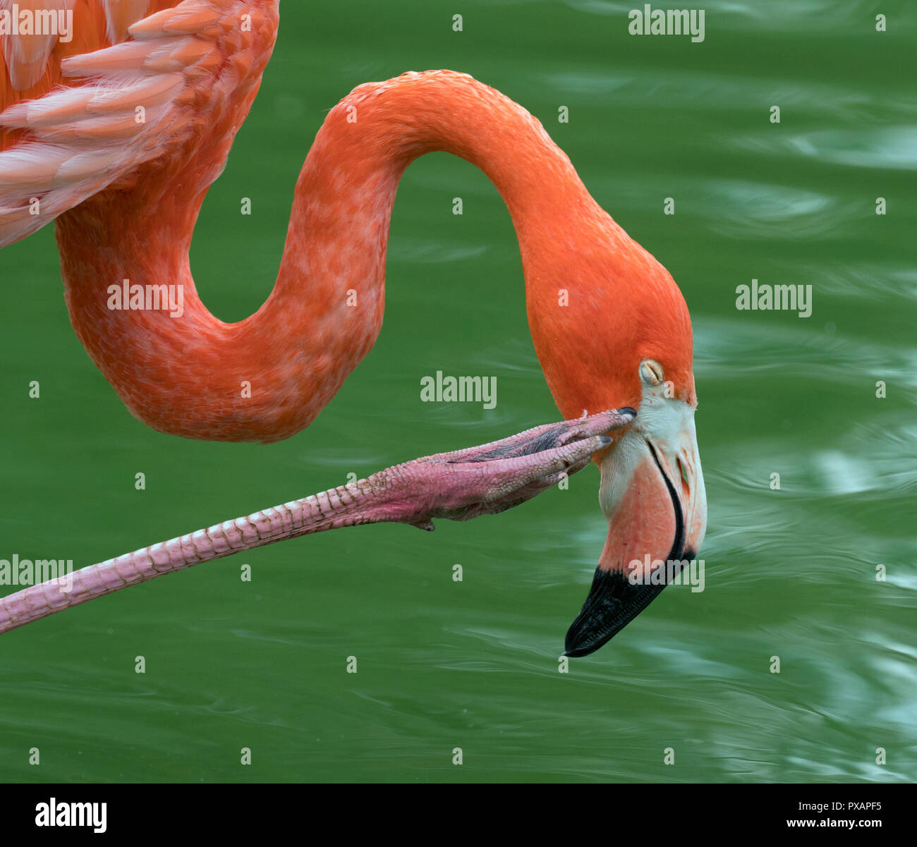 Closely related to greater flamingo hi-res stock photography and images ...