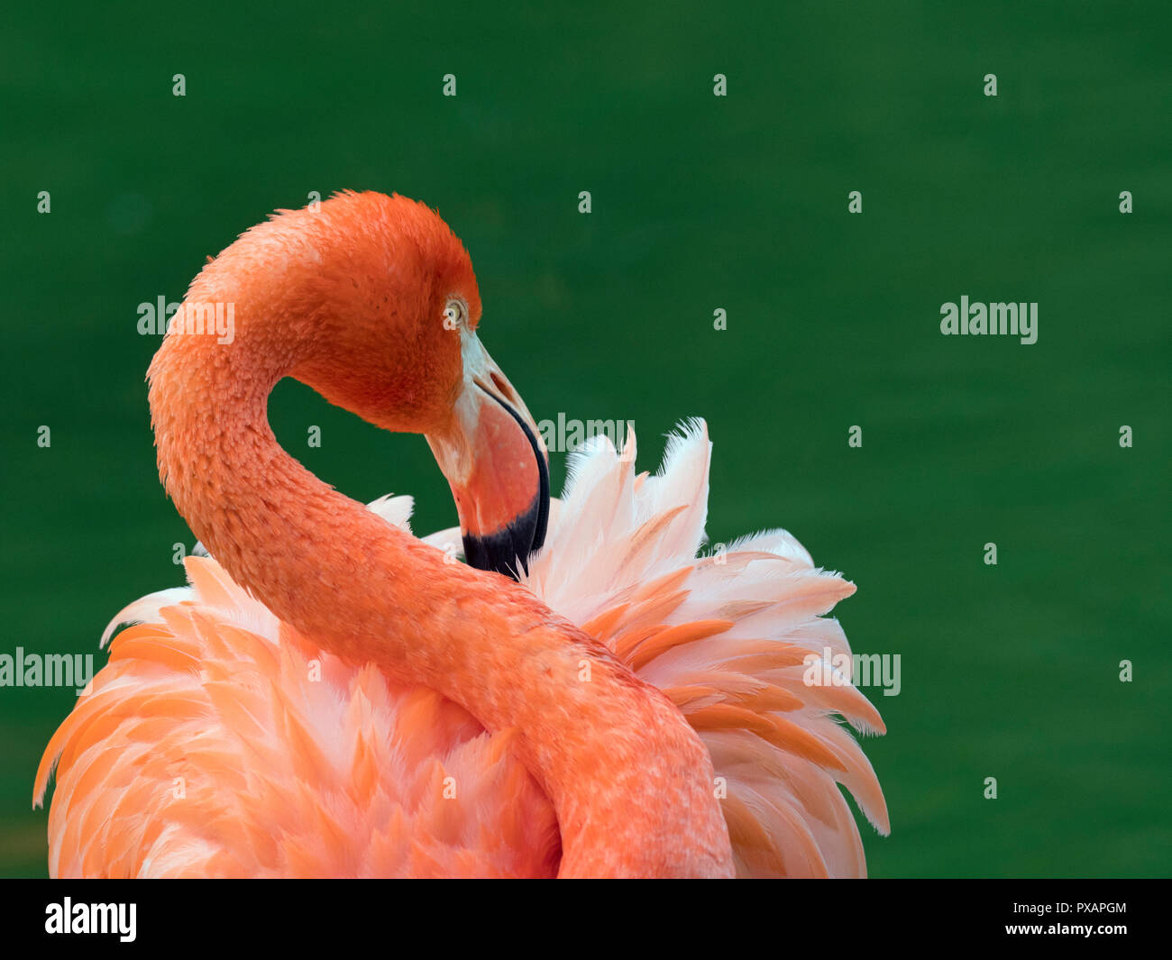Preening caribbean flamingos hi-res stock photography and images - Alamy