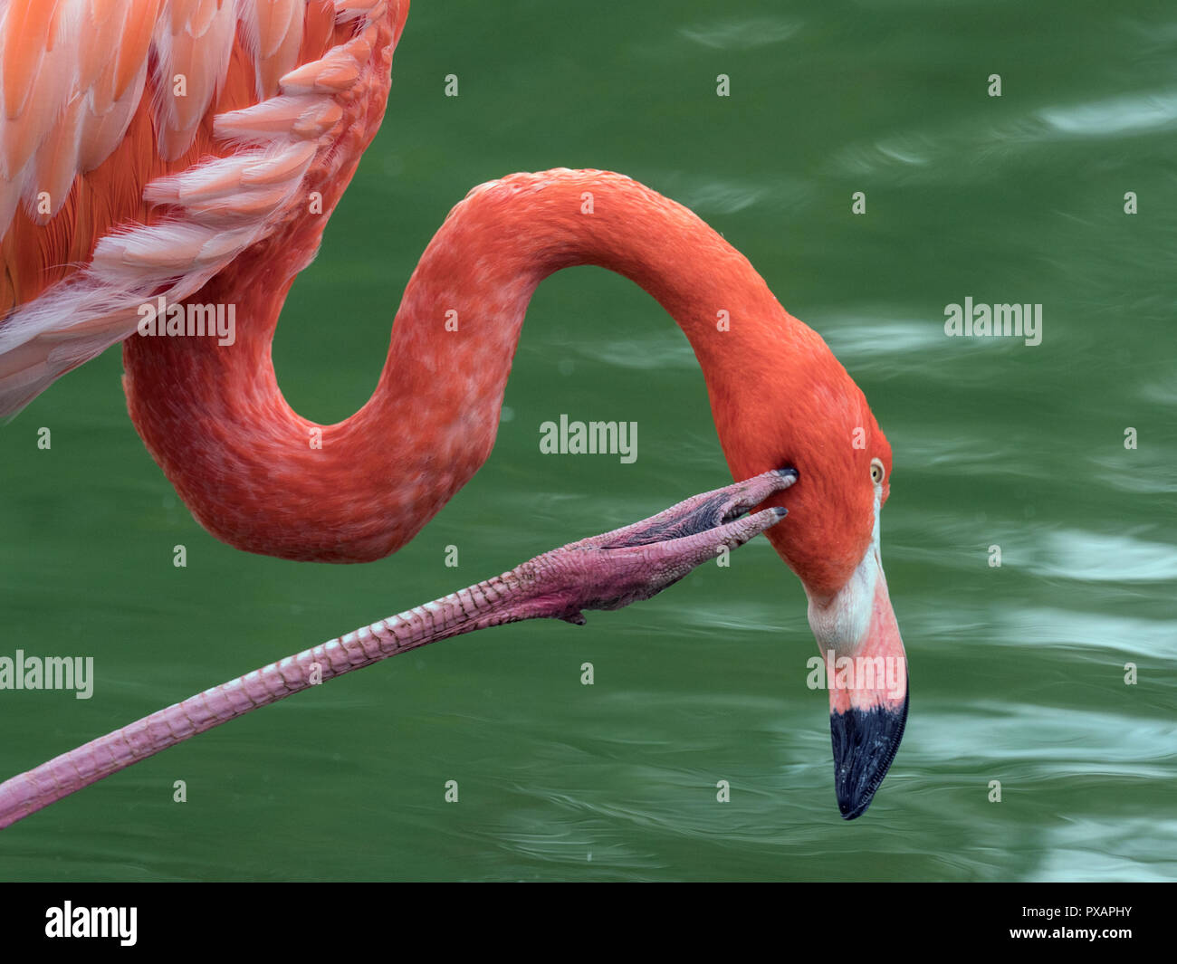 Phoenicopterus scratching hi-res stock photography and images - Alamy