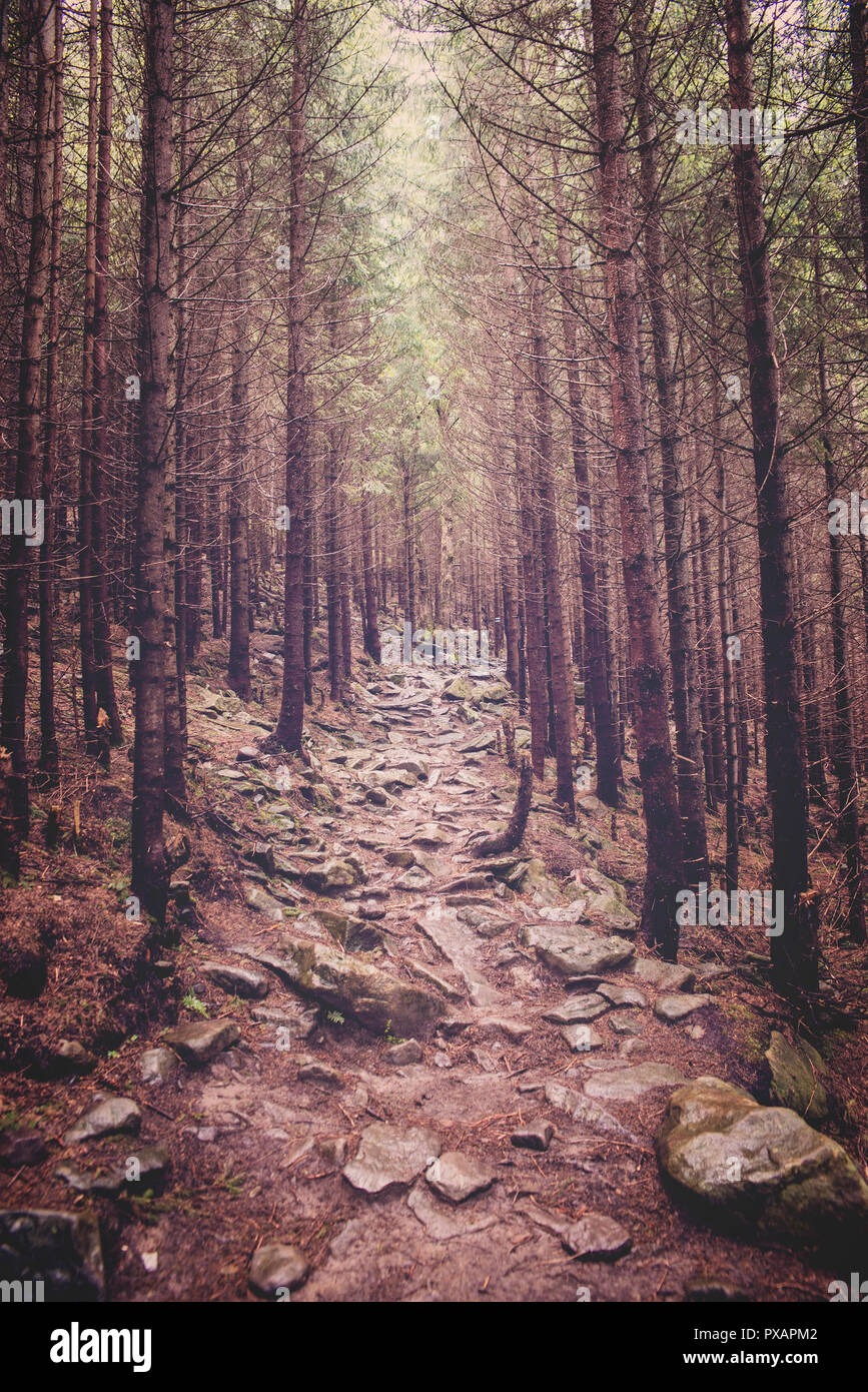 path in the forest in the mountains Stock Photo - Alamy