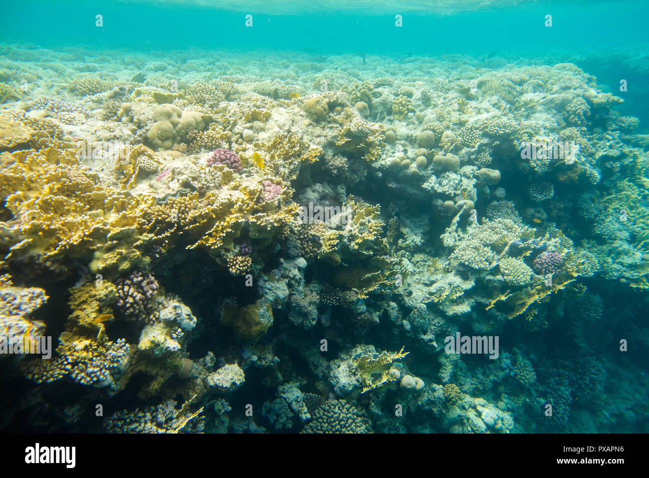 oral reef of the red sea Stock Photo - Alamy