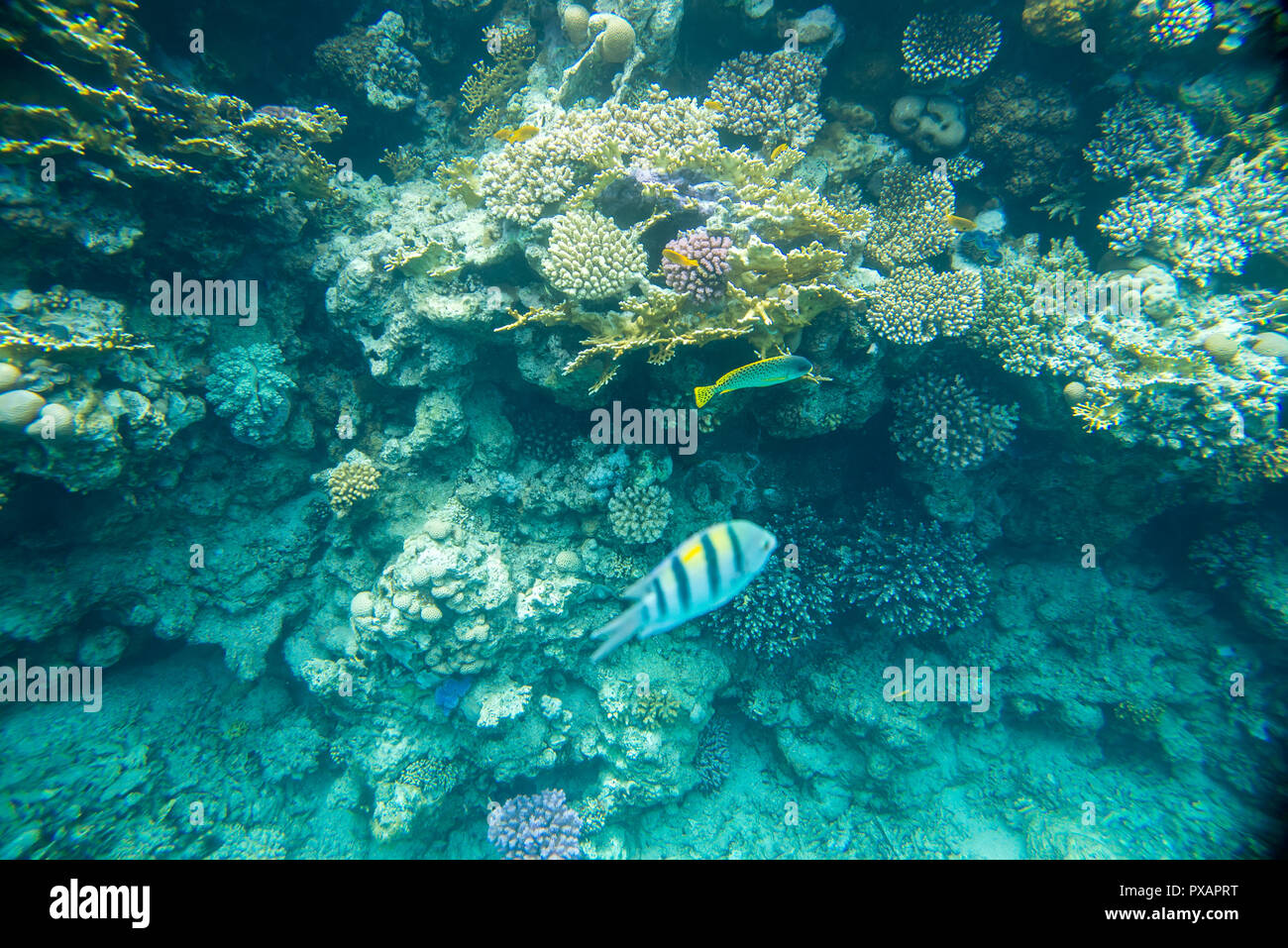 Oral reef hi-res stock photography and images - Alamy
