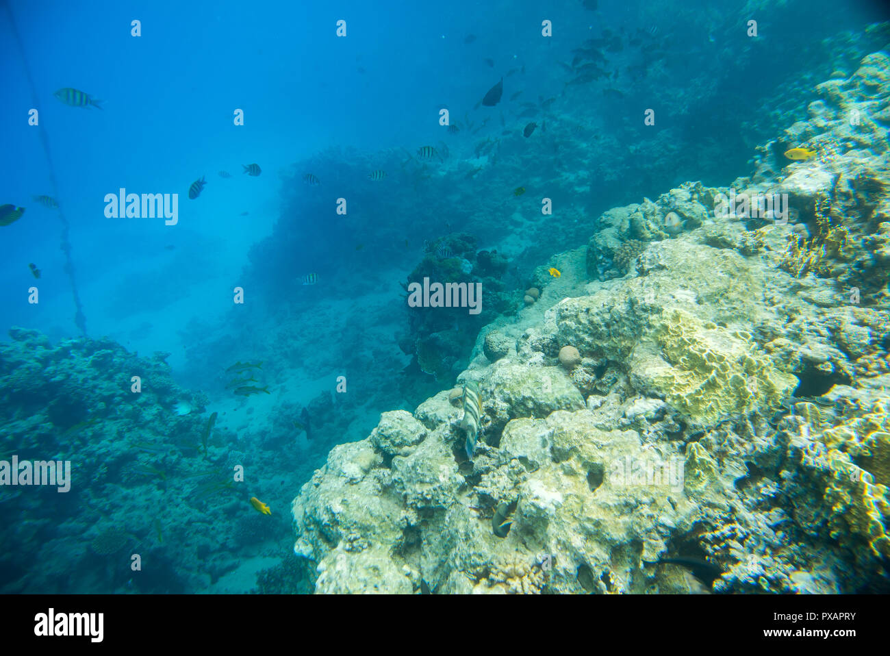 Oral reef hi-res stock photography and images - Alamy