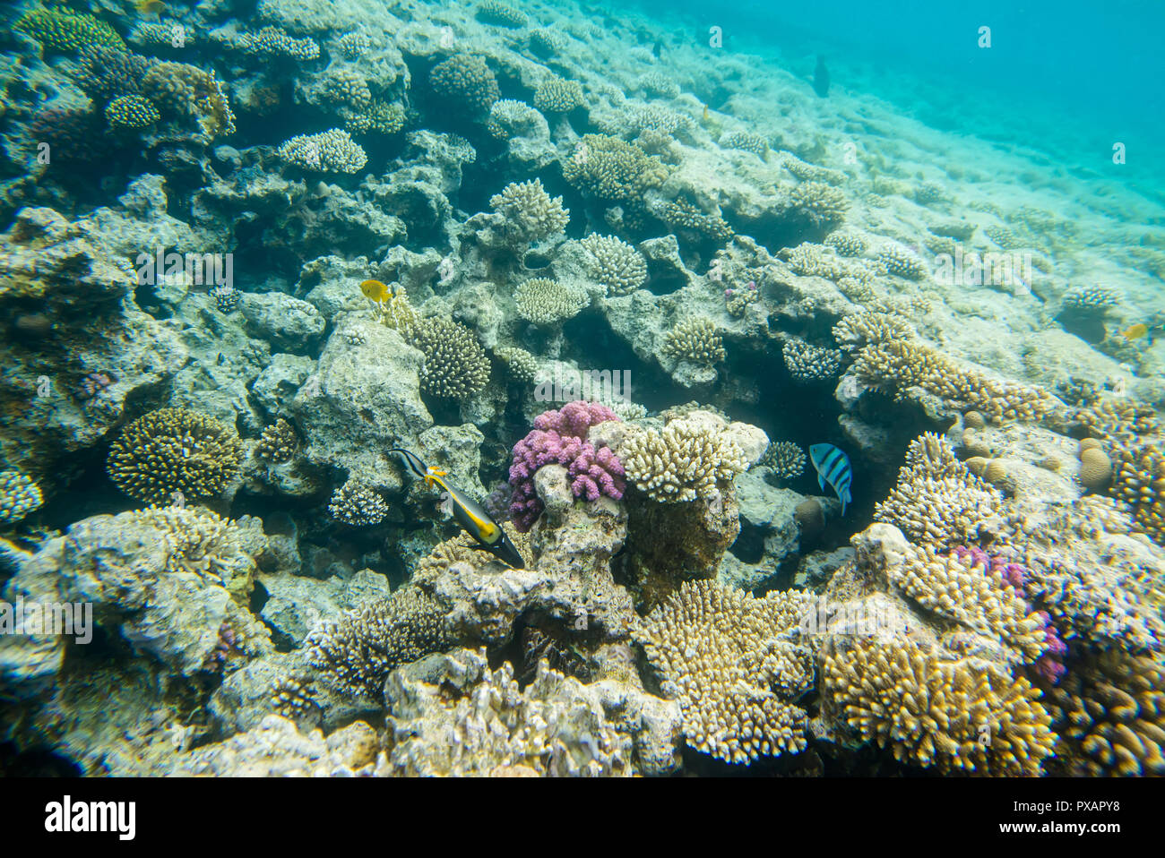 Oral reef hi-res stock photography and images - Alamy