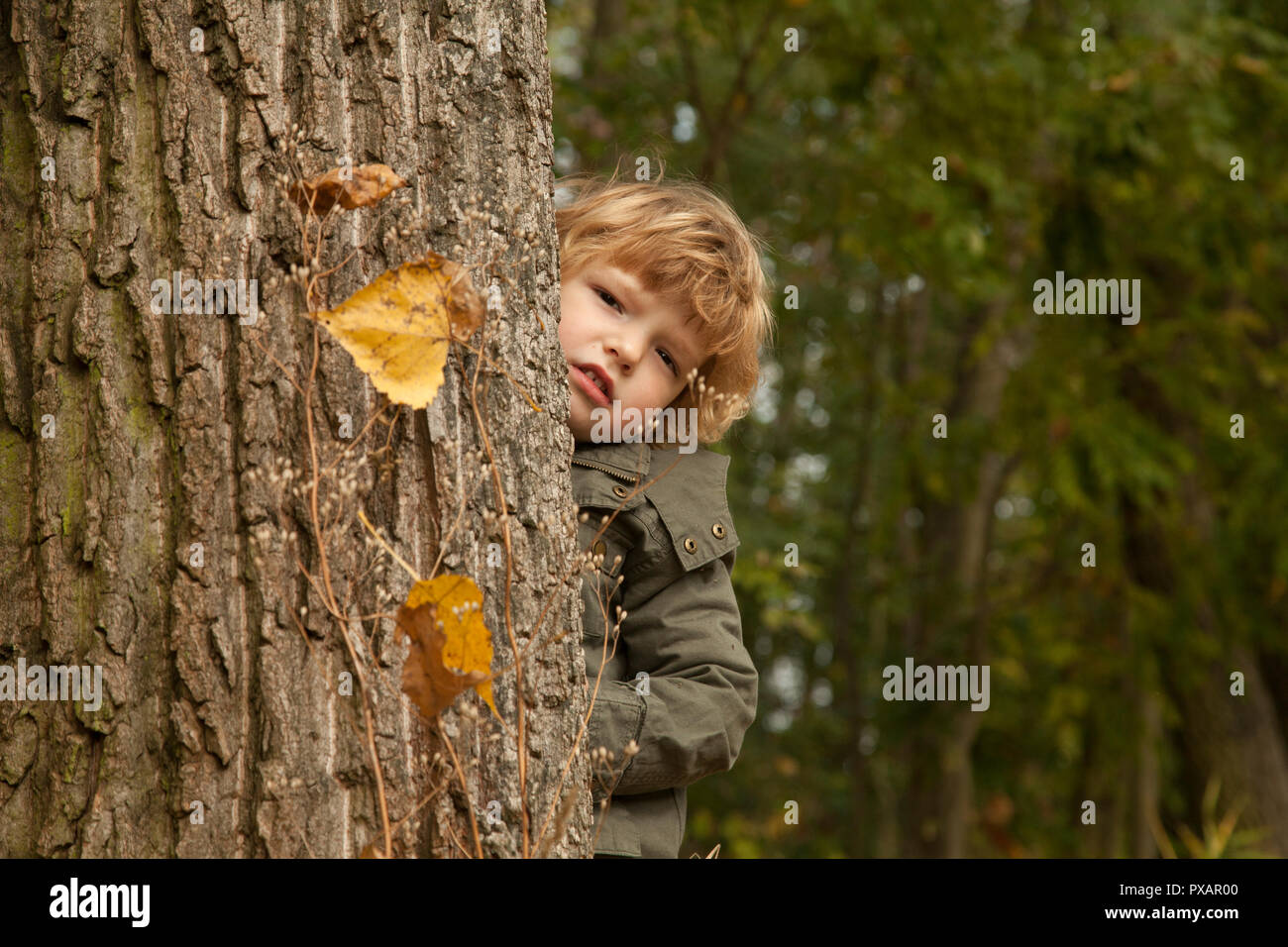 Boy looking from behind the tree in colorful autumn weather in a sunny ...