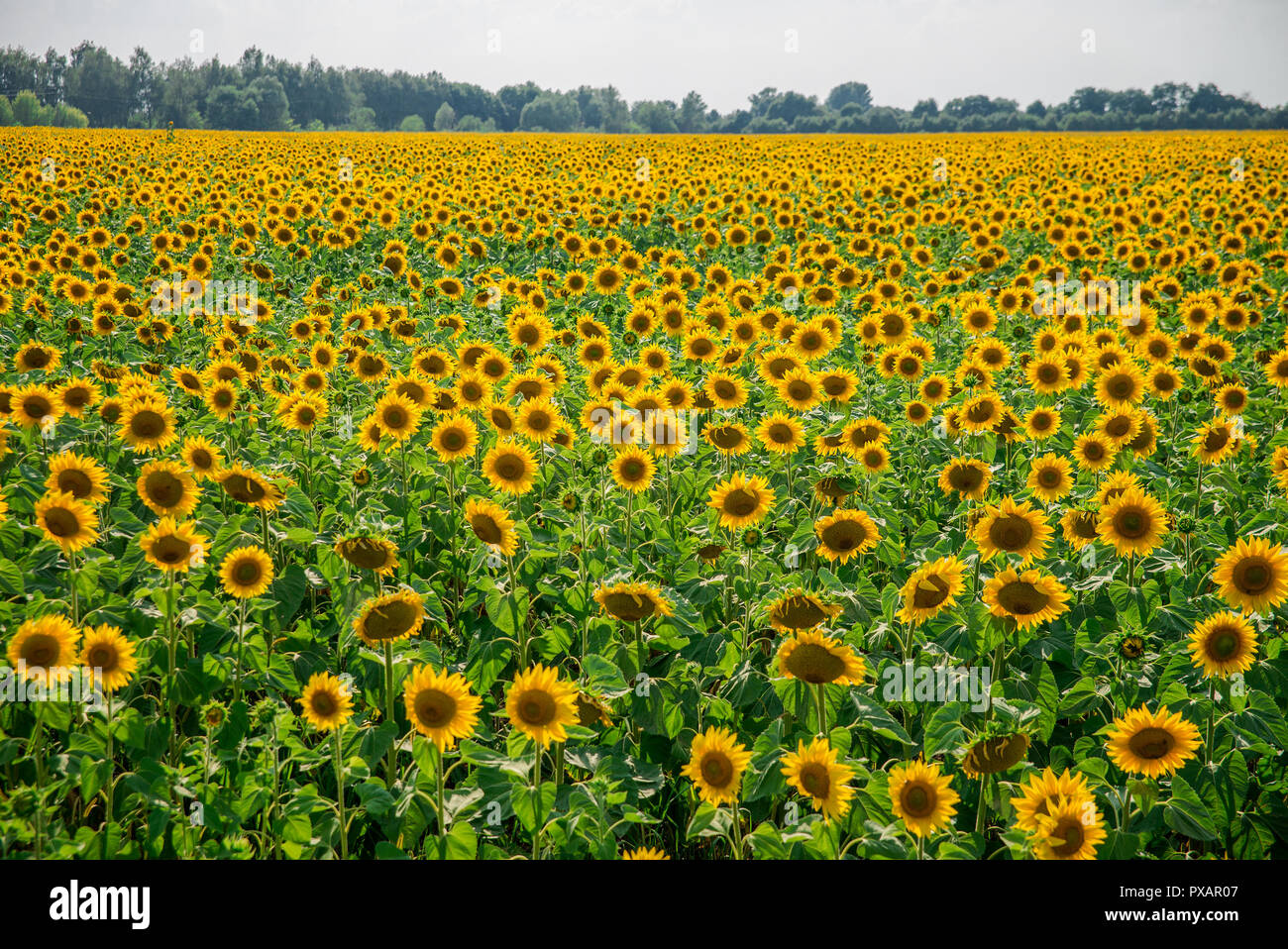 beautiful field of sunflowers Stock Photo - Alamy