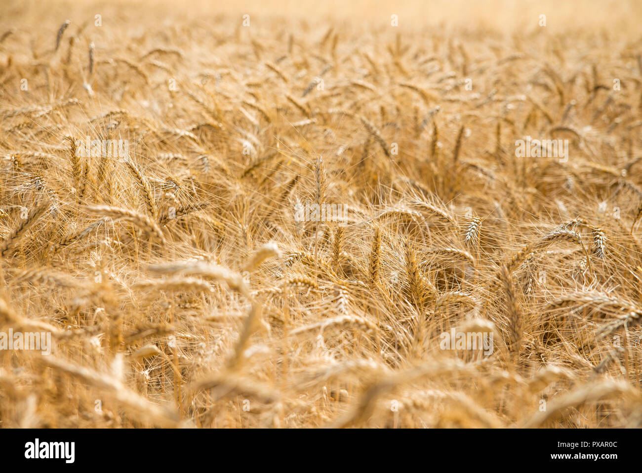 Homegrown wheat hi-res stock photography and images - Alamy