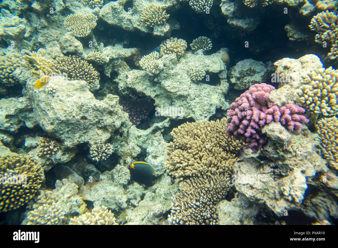 oral reef of the red sea Stock Photo - Alamy