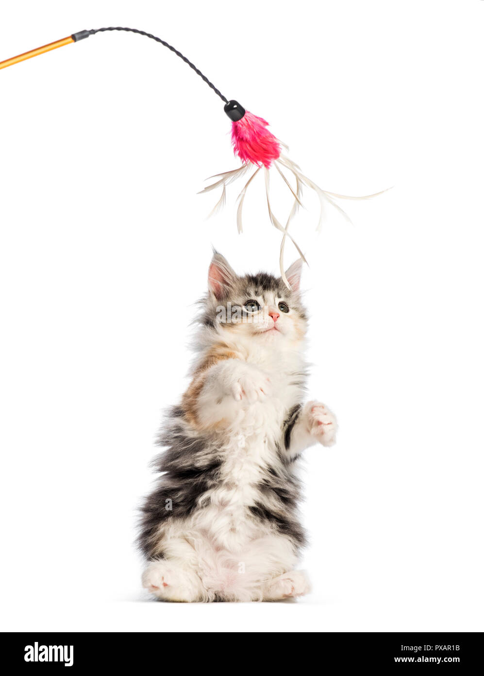 Maine coon kitten, 8 weeks old, rearing up for cat toy, in front of ...