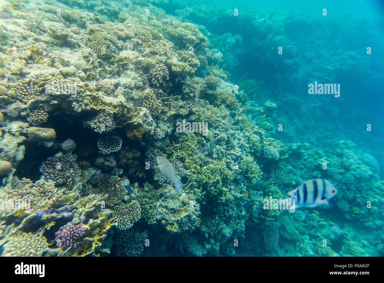 Oral reef hi-res stock photography and images - Alamy