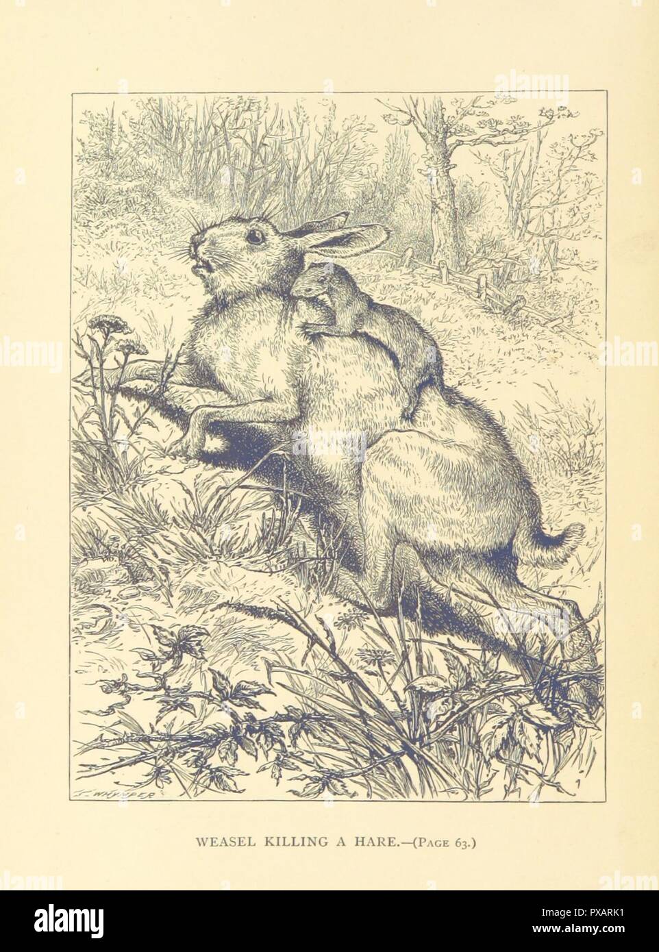 page 8 of 'Nether Lochaber the natural history, legends, and folk-lore ...