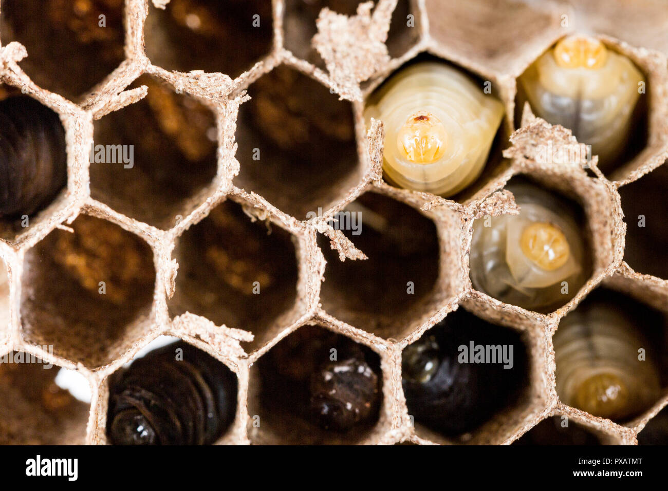 Giant wood wasp larva hi-res stock photography and images - Alamy