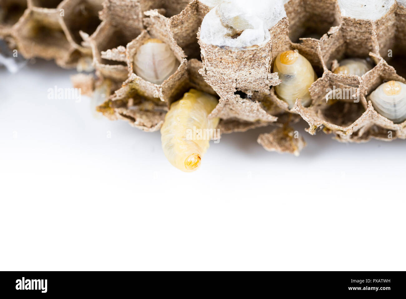 Giant wood wasp larva hi-res stock photography and images - Alamy