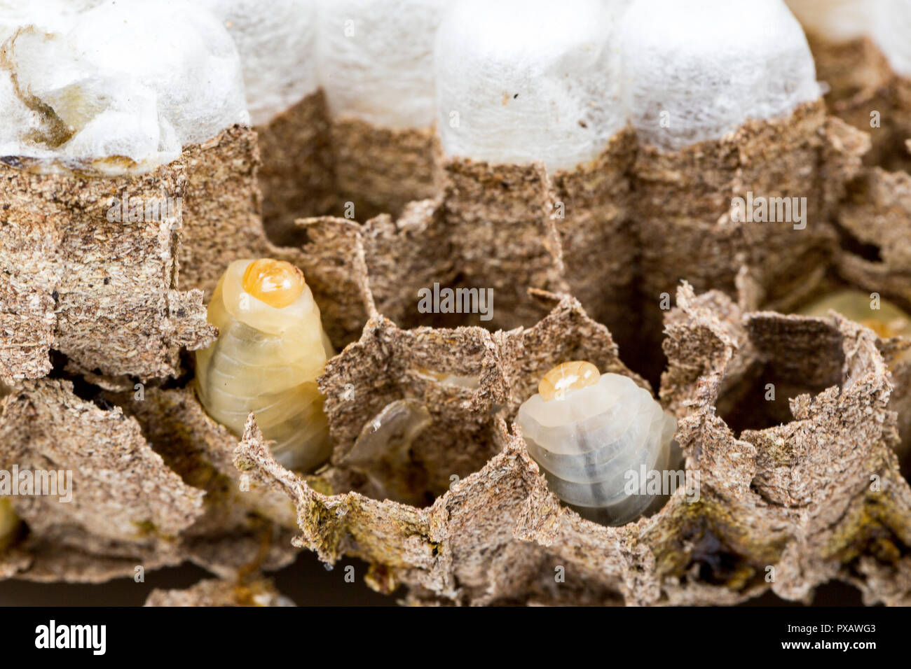 Close up of asian hornet wasp nest honeycombed insect macro with larva ...