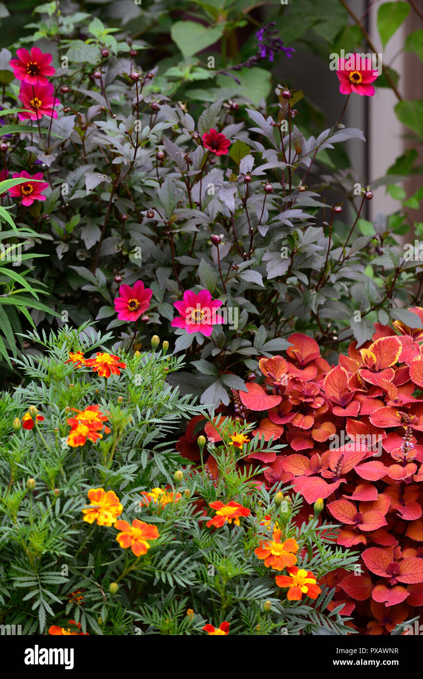 Coleus Campfire,Solenostemon scutellarioides Campfire,tagetes cinnabar ...