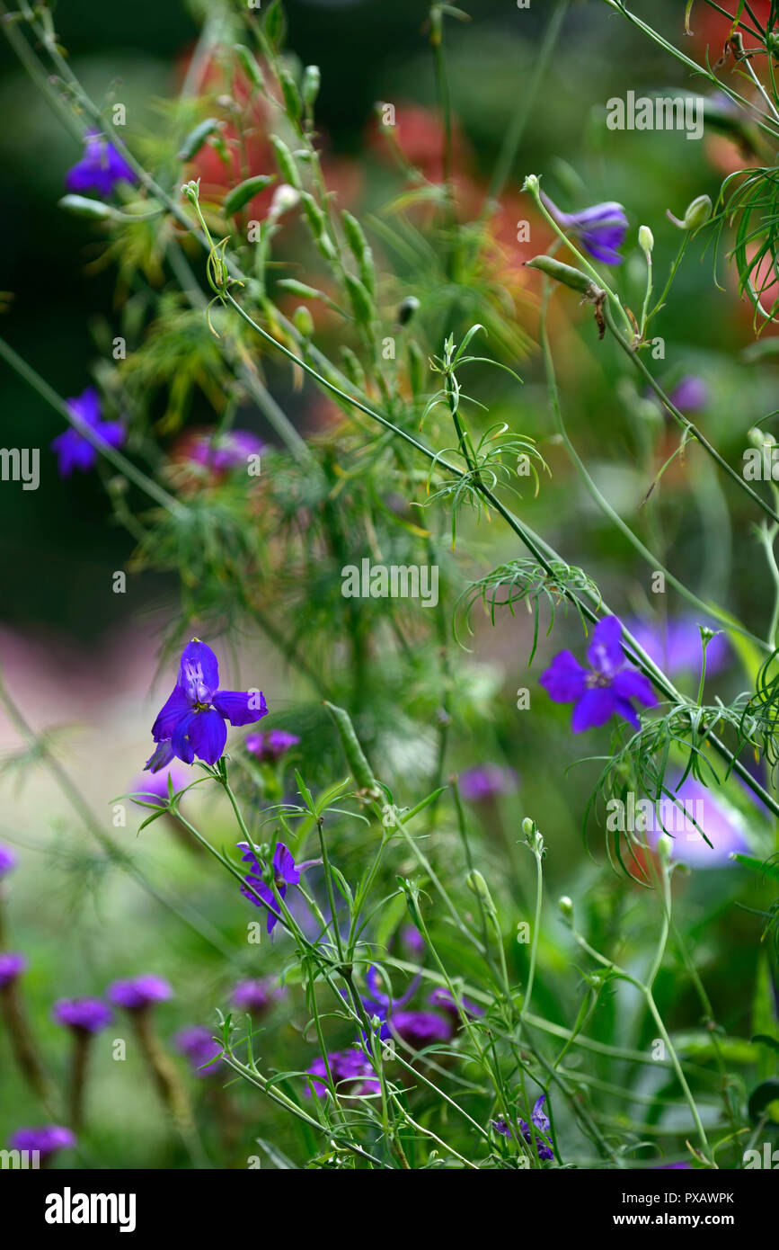 Consolida ajacis,larkspur,blue purple,flower,flowers,flowering,RM ...