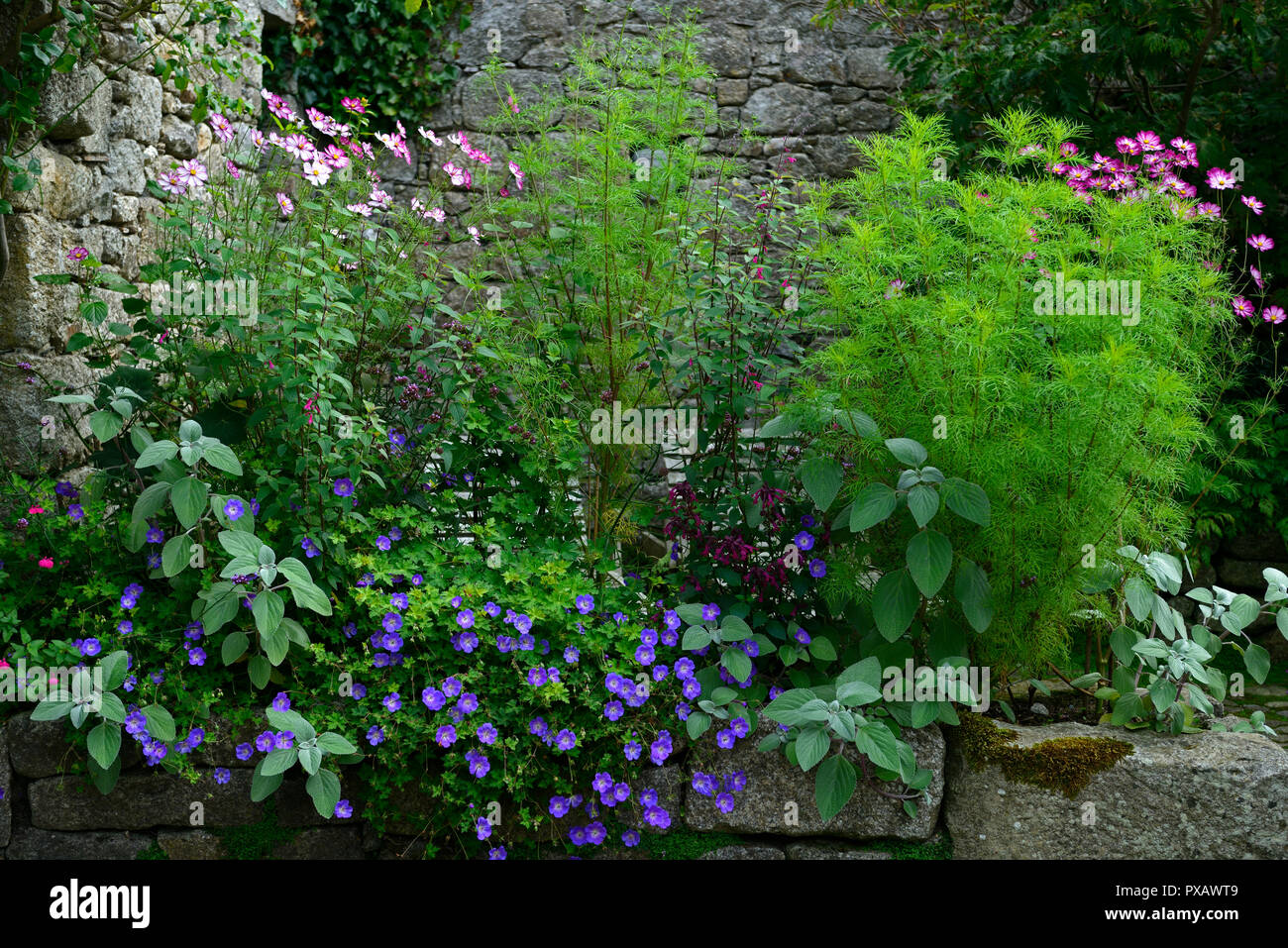 Geranium rozanne pink hi-res stock photography and images - Alamy