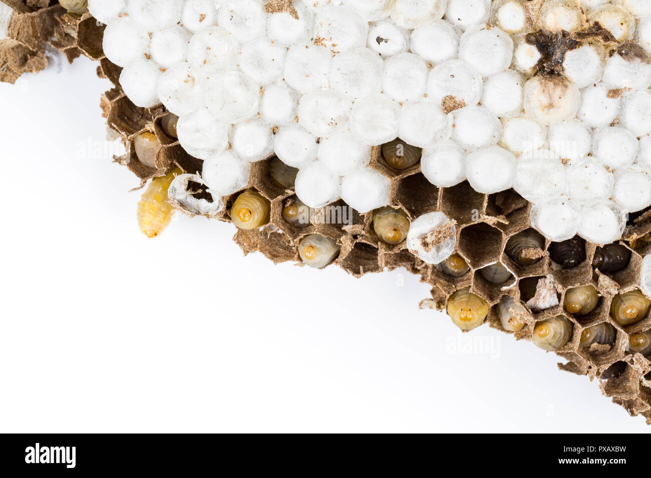 Close up of asian hornet wasp nest honeycombed insect macro with larva ...