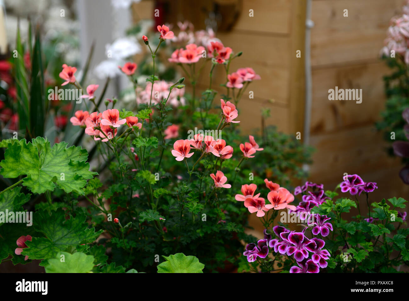 Pelargonium Pot High Resolution Stock Photography and Images - Alamy