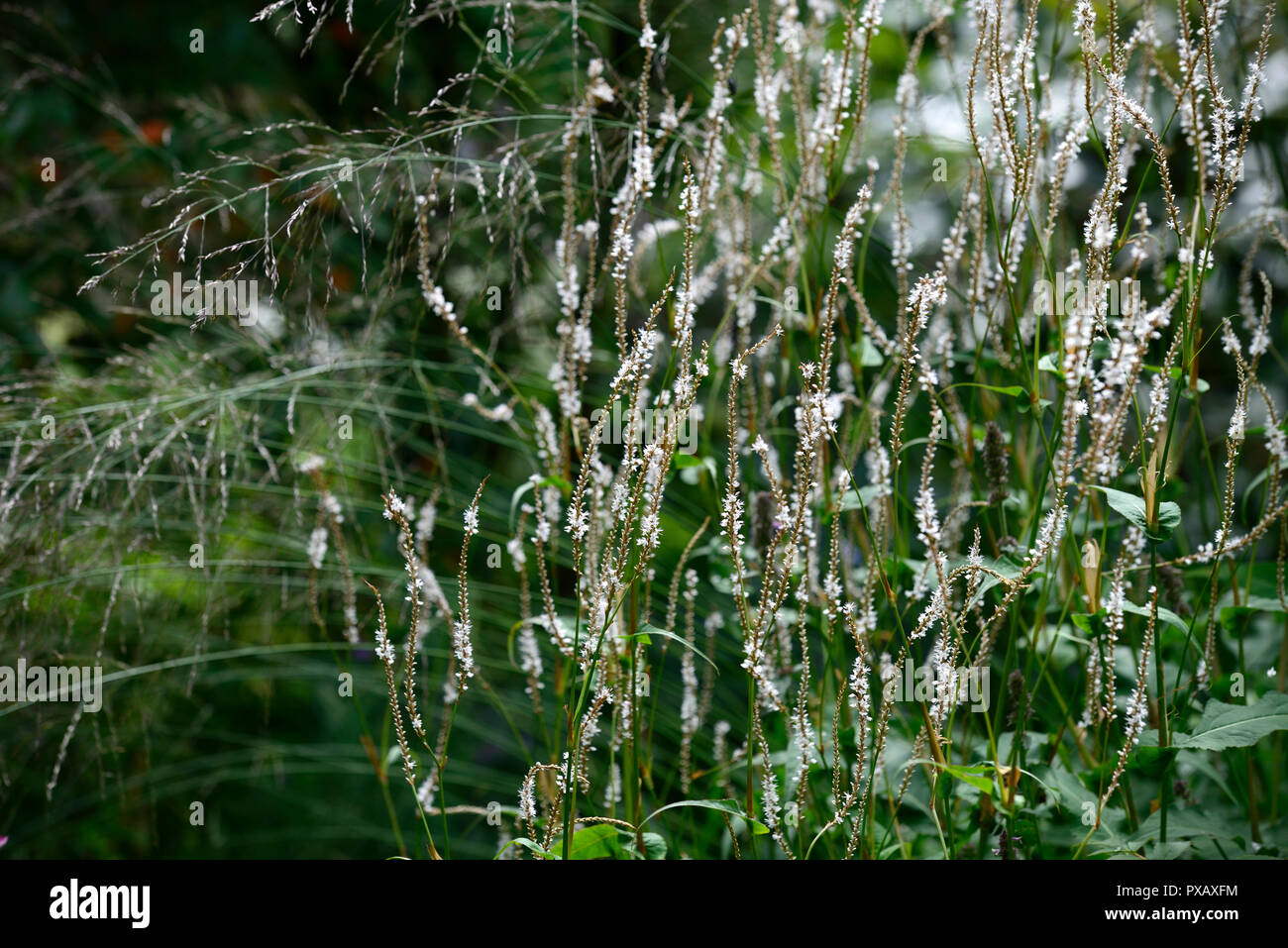persicaria amplexicaulis alba,white,flower,flowers,flowering,mix,mixed ...