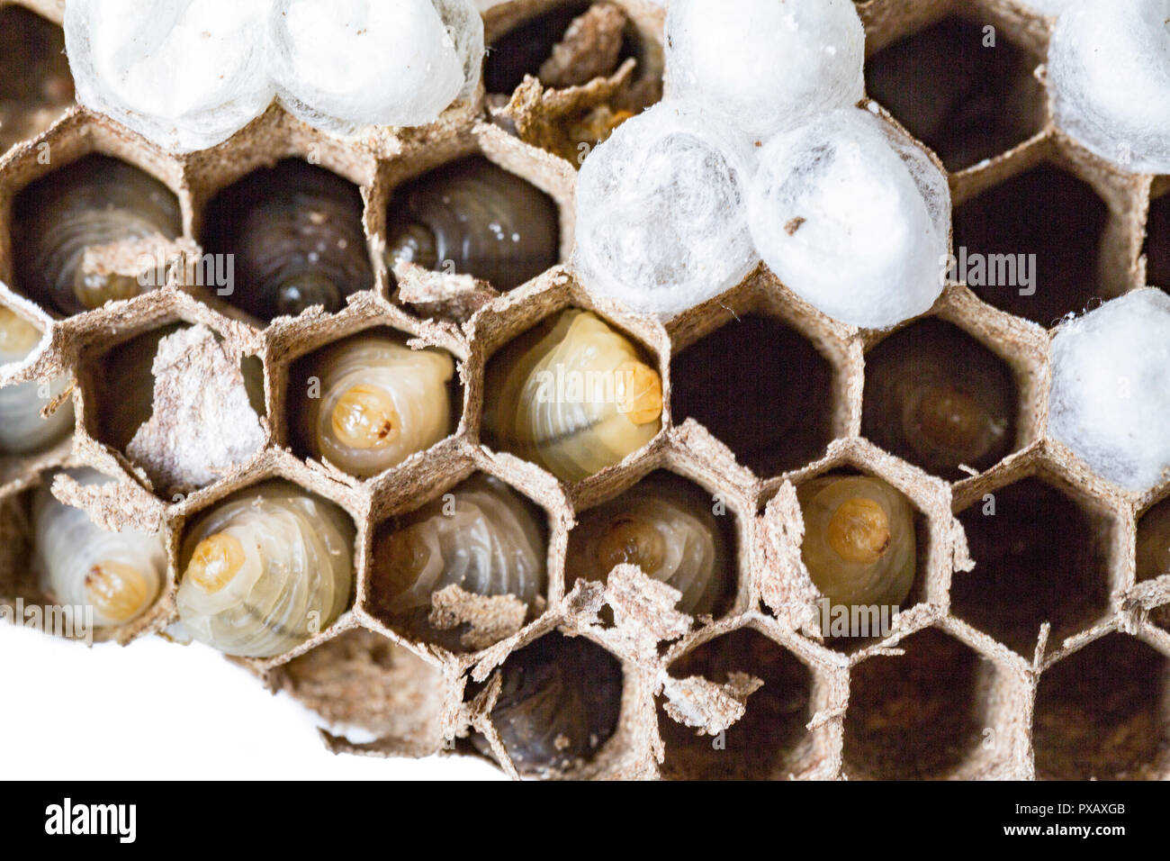 Close up of asian hornet wasp nest honeycombed insect macro with larva ...