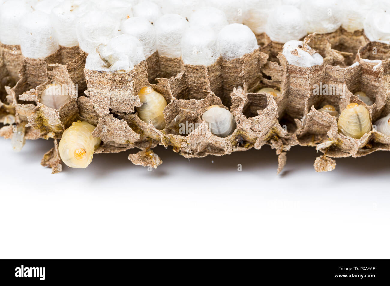 Close up of asian hornet wasp nest honeycombed insect macro with larva ...