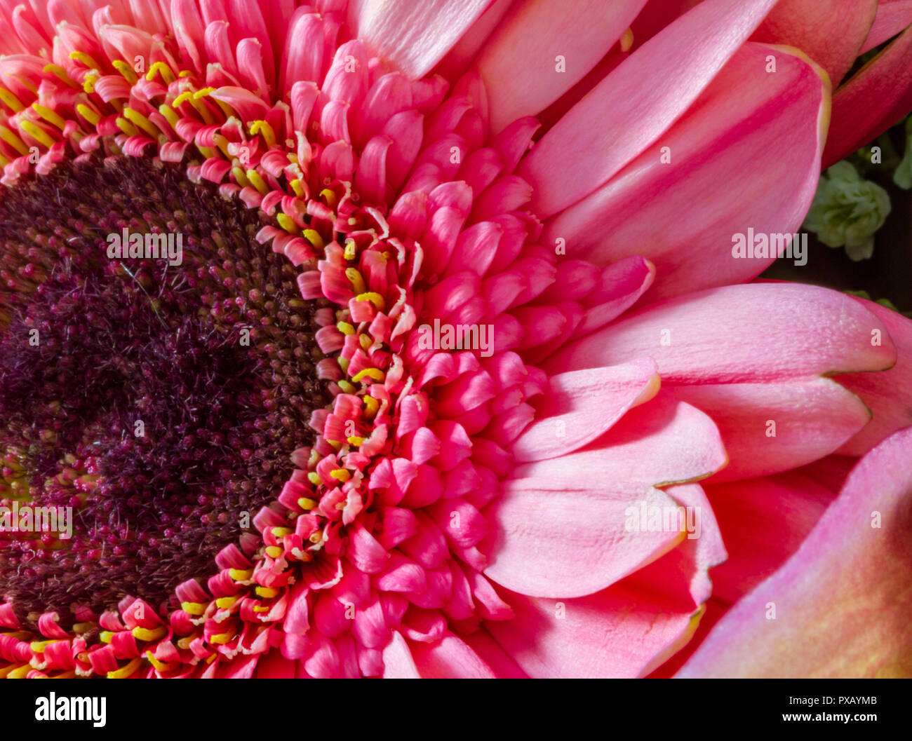 Gerbera daisy close up hi-res stock photography and images - Alamy