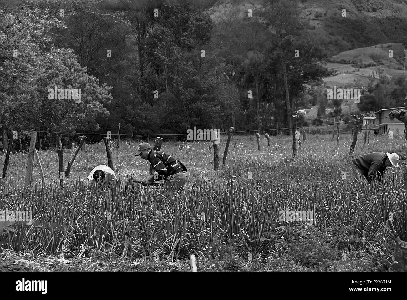 Peasants working hi-res stock photography and images - Alamy