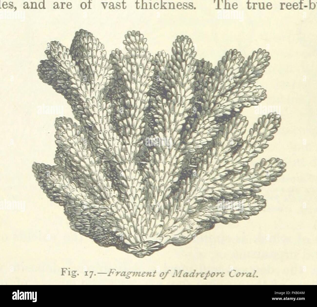 page 62 of 'An Intermediate Text-Book of Geology. By C. Lapworth ...